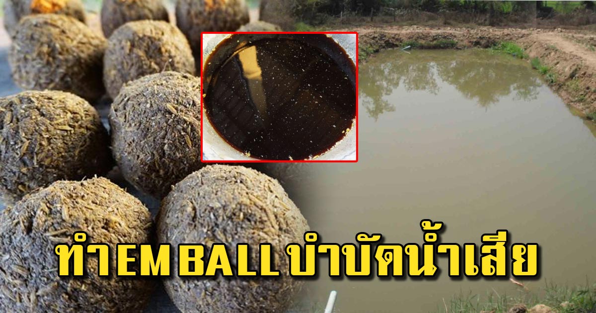 วิธีทำ EM Ball แบบละเอียด สำหรับปรับสภาพน้ำในบ่อ - เกษตรชาวบ้าน